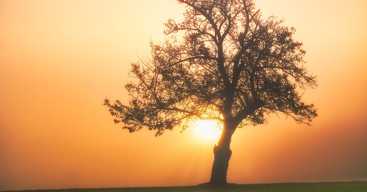 Grounding in the Elements of Self-Care Meditation by Rhonda Magee ...