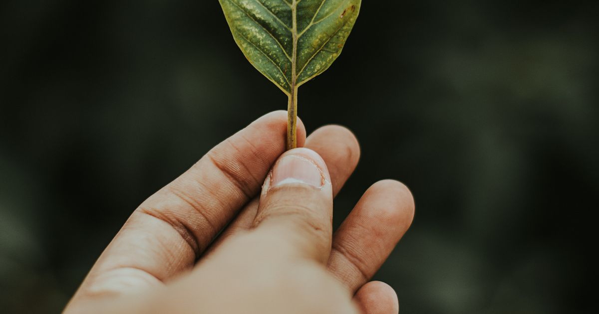 Beginner's Mind Fresh Mind Meditation by Melli O'Brien | Mindfulness.com