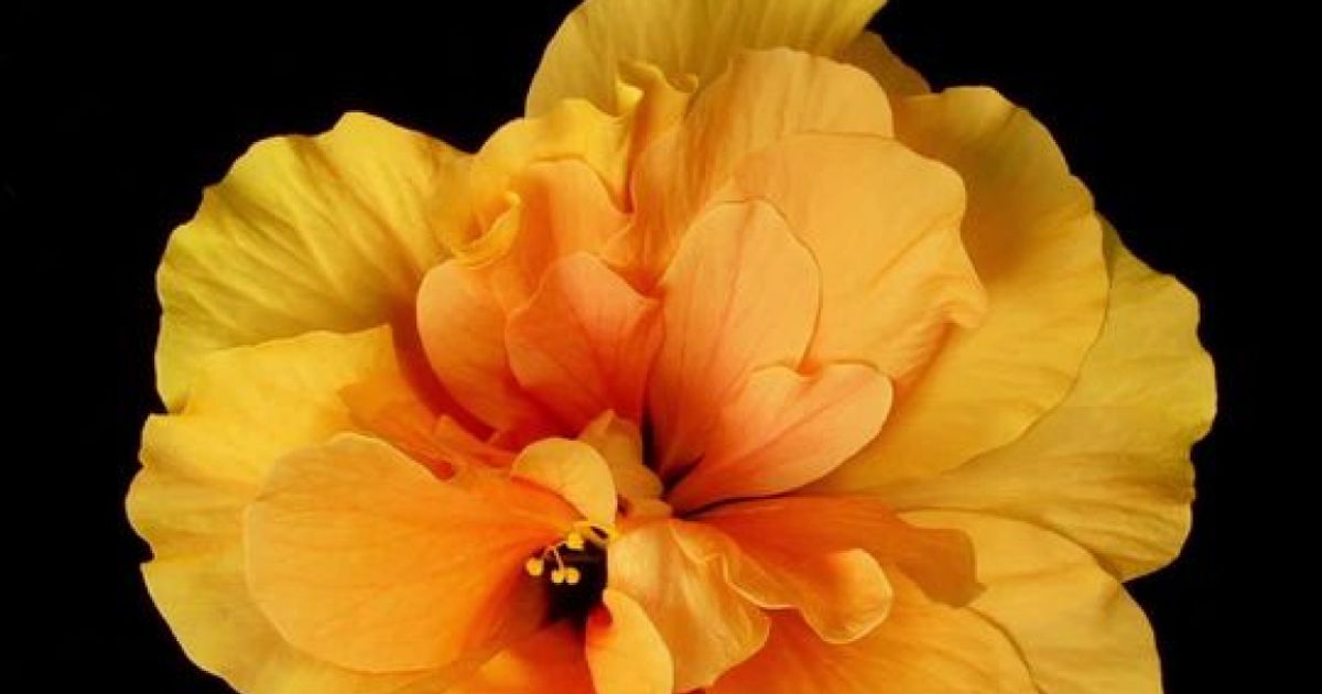 Hibiscus Flower Breathing | Mindfulness.com