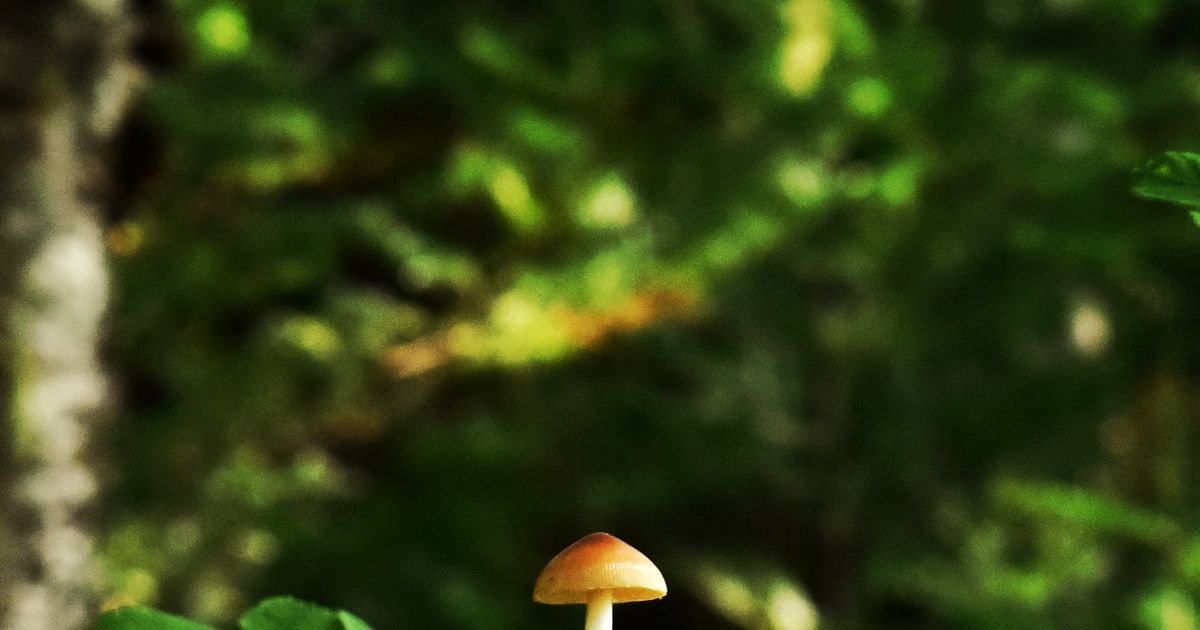 Stress Helps Us Grow Cory Muscara by Cory Muscara | Mindfulness.com